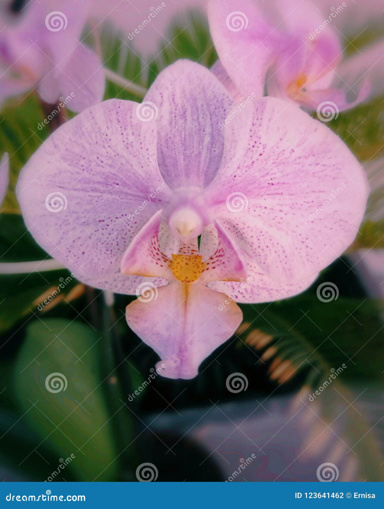 Orquidea stock photo. Image of colours, beautiful, professional - 123641462