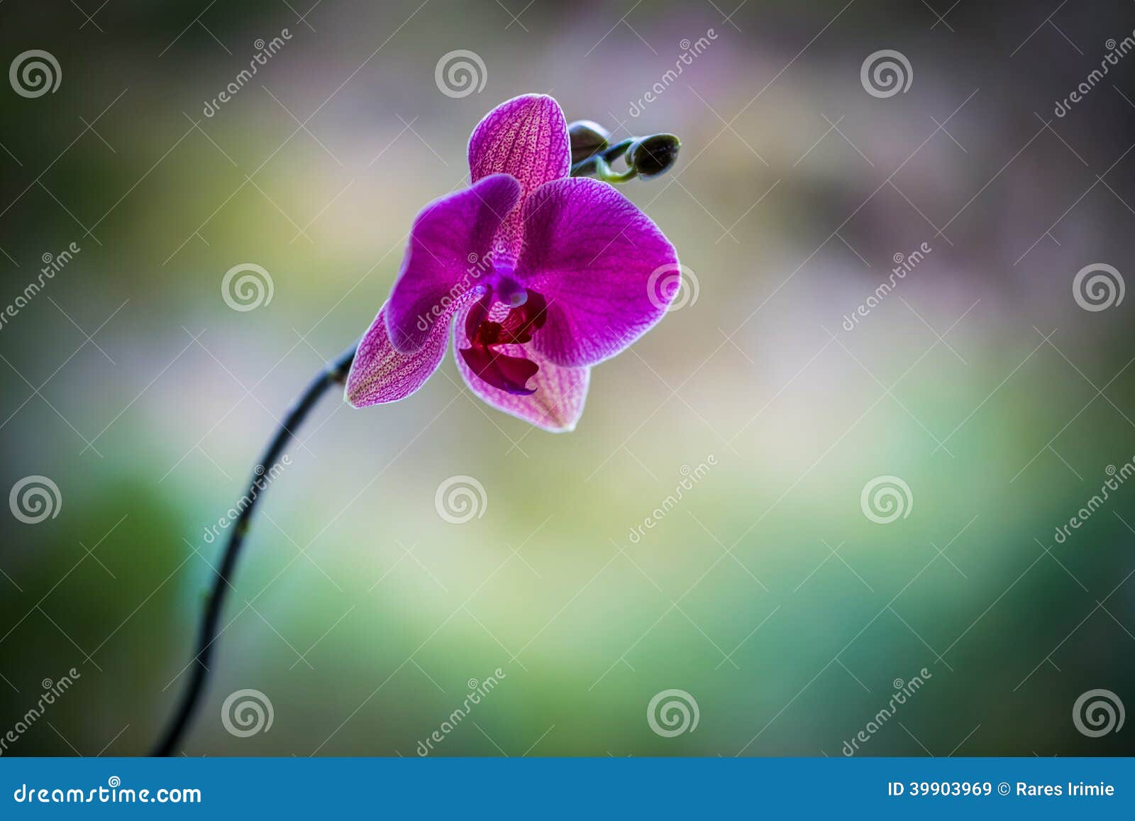Orquidea stock image. Image of phalaenopsis, botanic - 39903969
