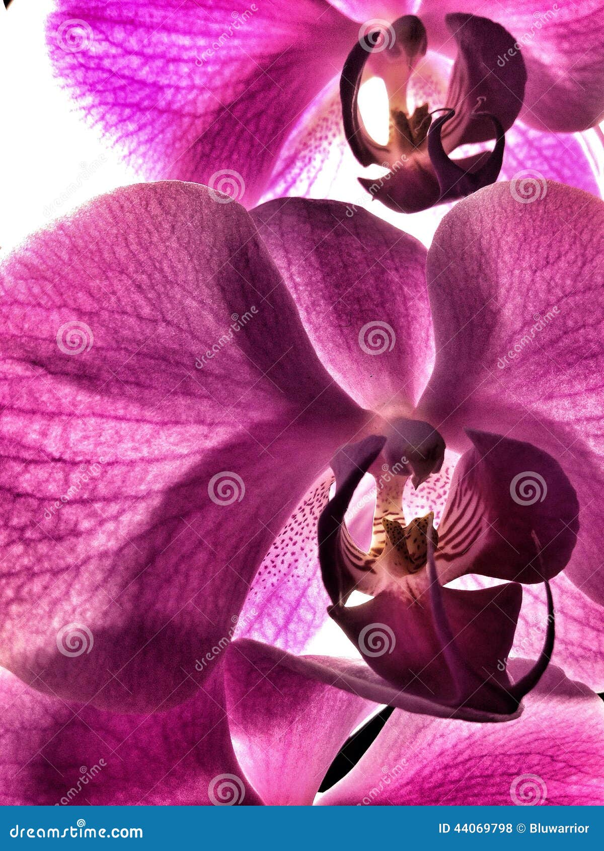 Orquidea flower stock photo. Image of plant, graphic - 44069798