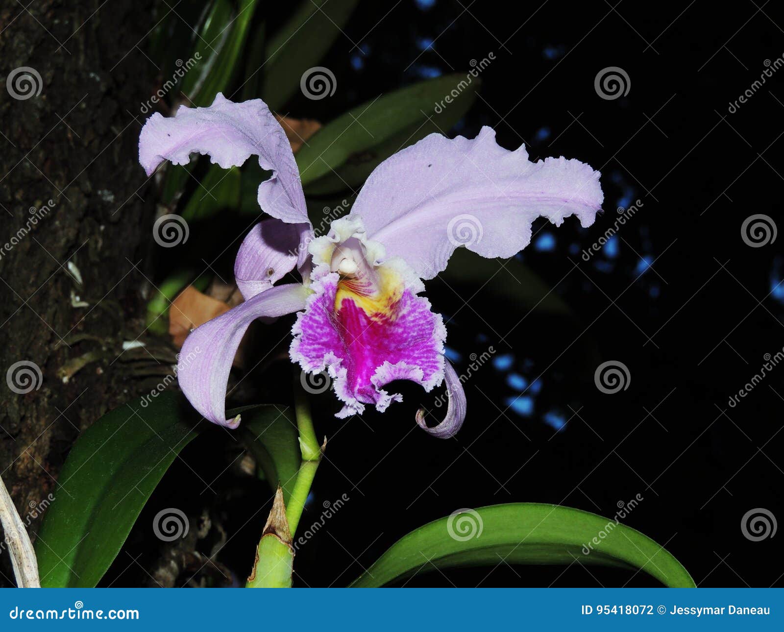 Orquidea in the Garden Amazonic Flower Stock Photo - Image of flowers ...