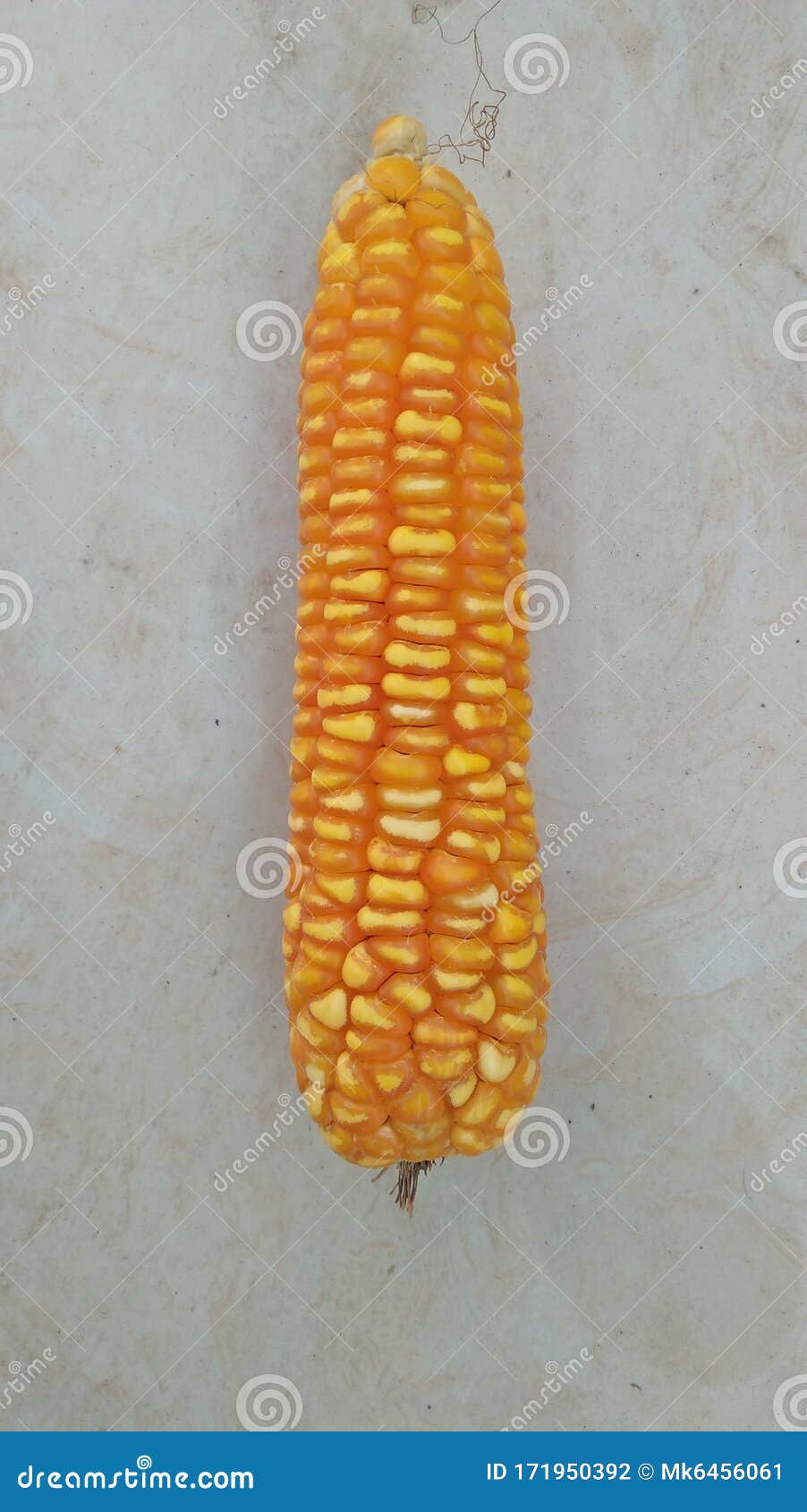Orrange Corn Food Item Corn Stock Photo - Image of nature, environment ...
