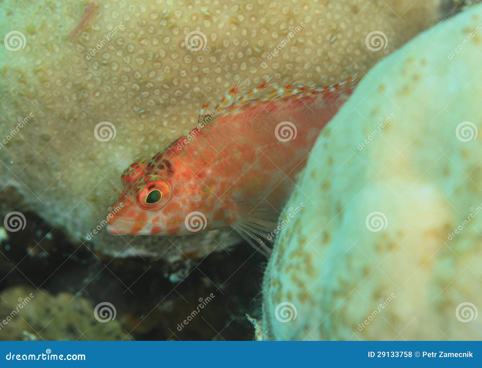 Orrangespotted goby stock photo. Image of dots, hide - 29133758