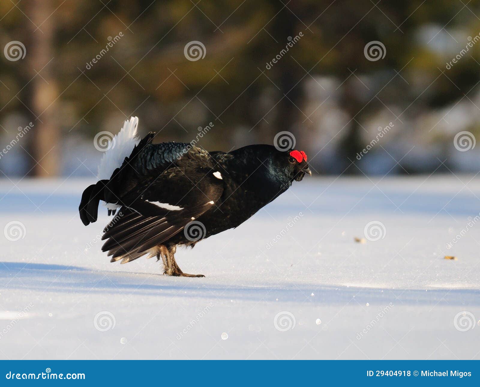 Orre arkivfoto. Bild av vitt, vild, natur, skog, svett - 29404918