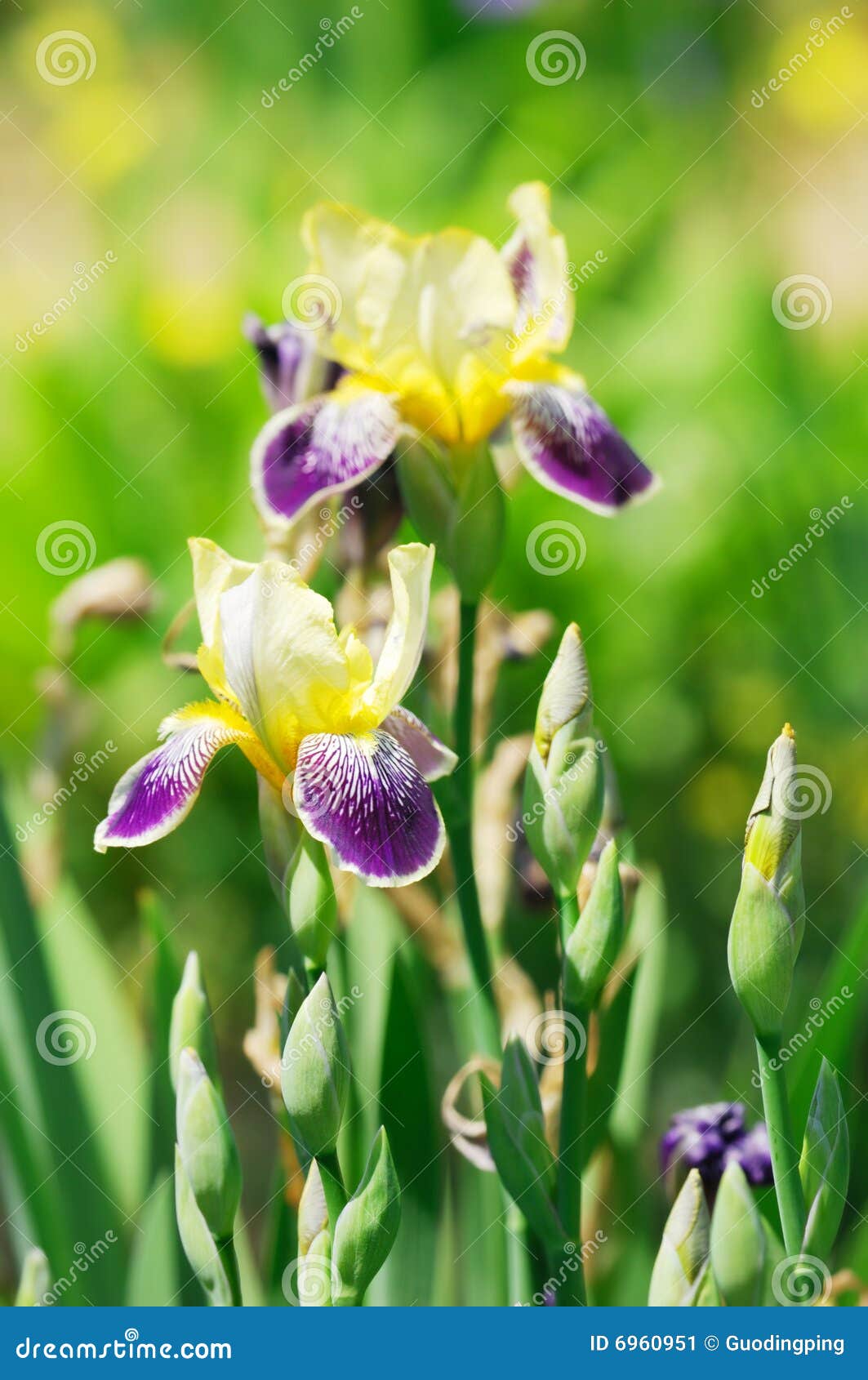 Orris bloom stock image. Image of color, spring, iris - 6960951