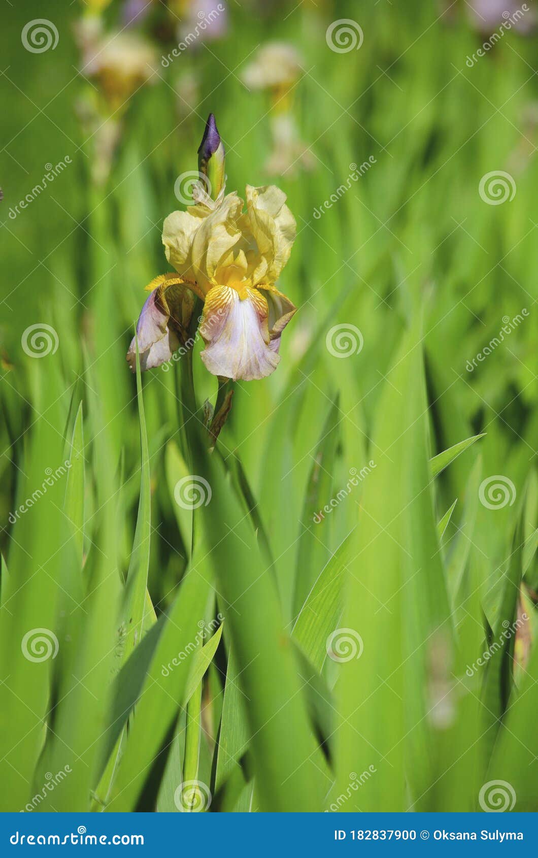 Orris Flower in Botanical Garden Stock Photo - Image of view, beauty ...