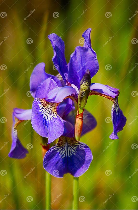 Orris Flower on Green Background Stock Photo - Image of life, orris ...