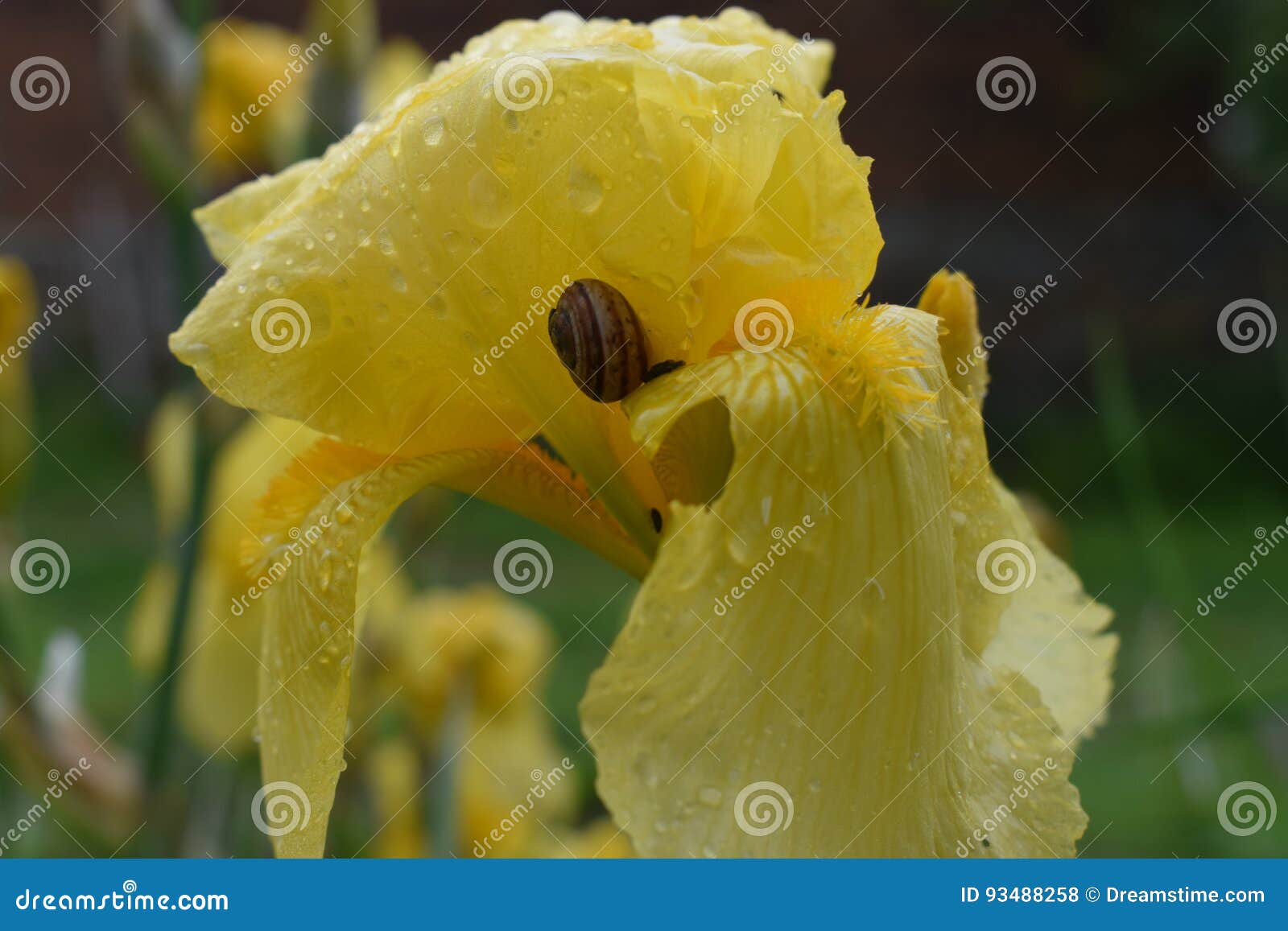 Orris, iris flower stock photo. Image of orris, nature - 93488258