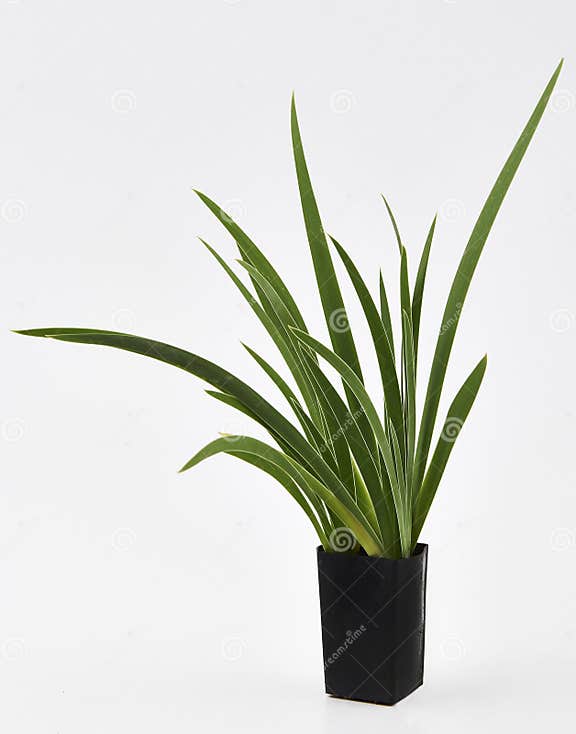Orris Root Plant stock image. Image of gardening, cooking - 49825579