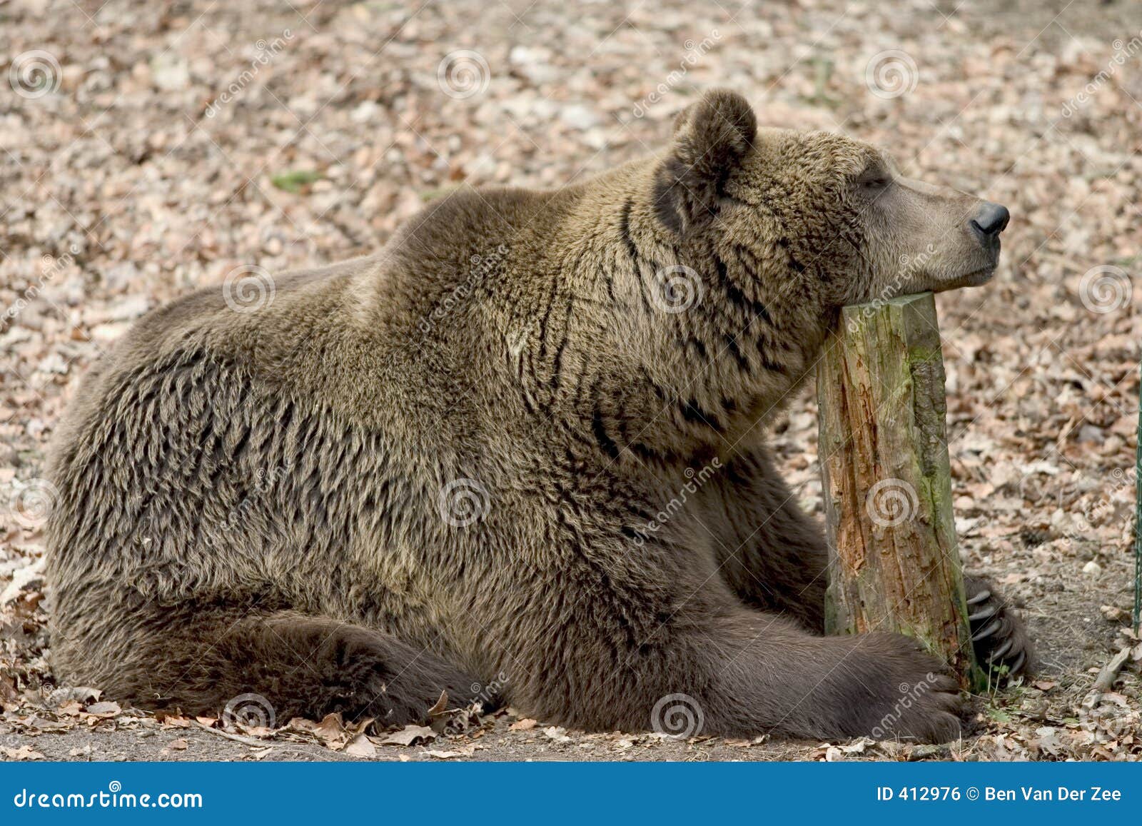 Orso Immagine. Immagine: 412976