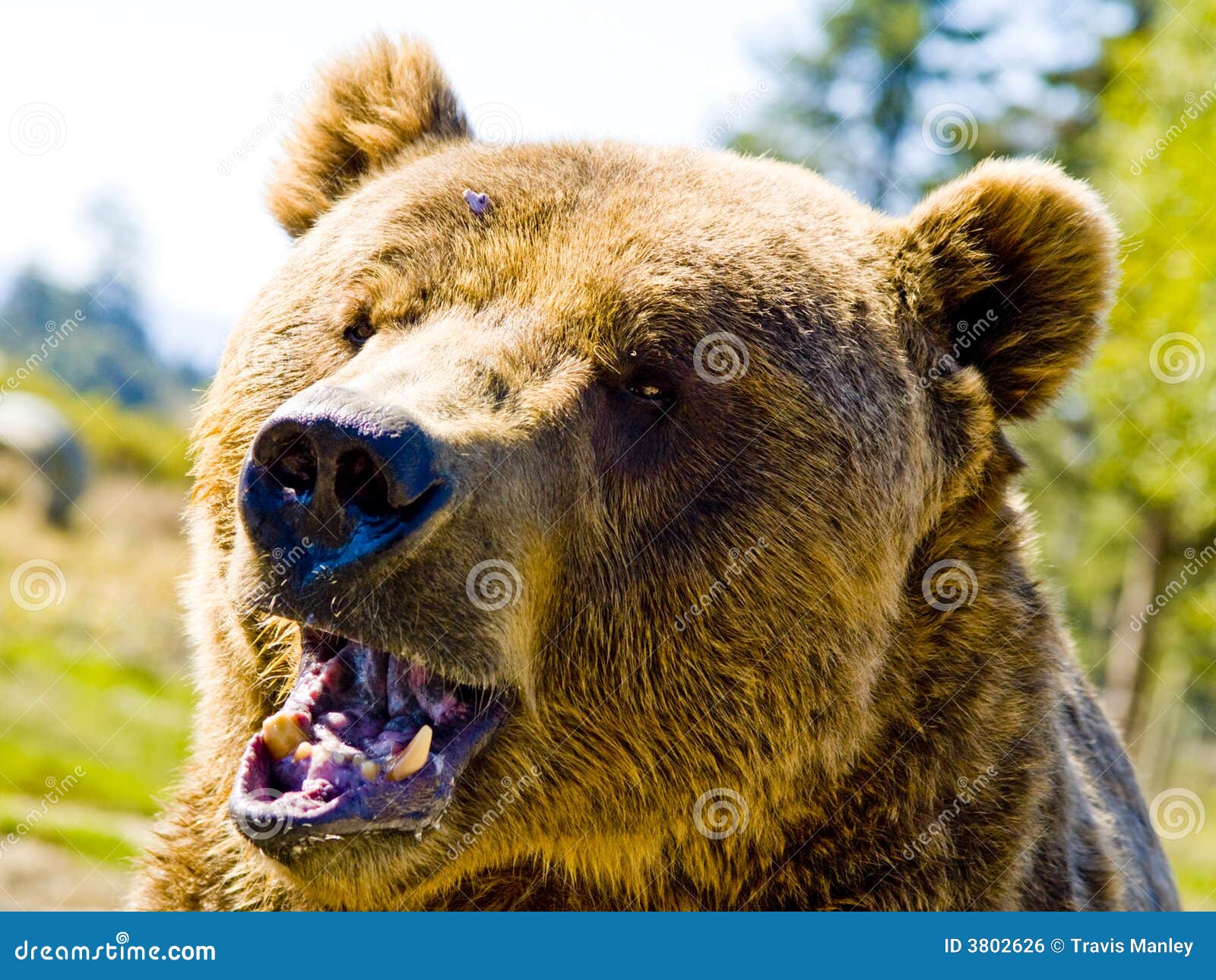 Orso Arrabbiato Immagine Stock Libera da Diritti - Immagine: 3802626