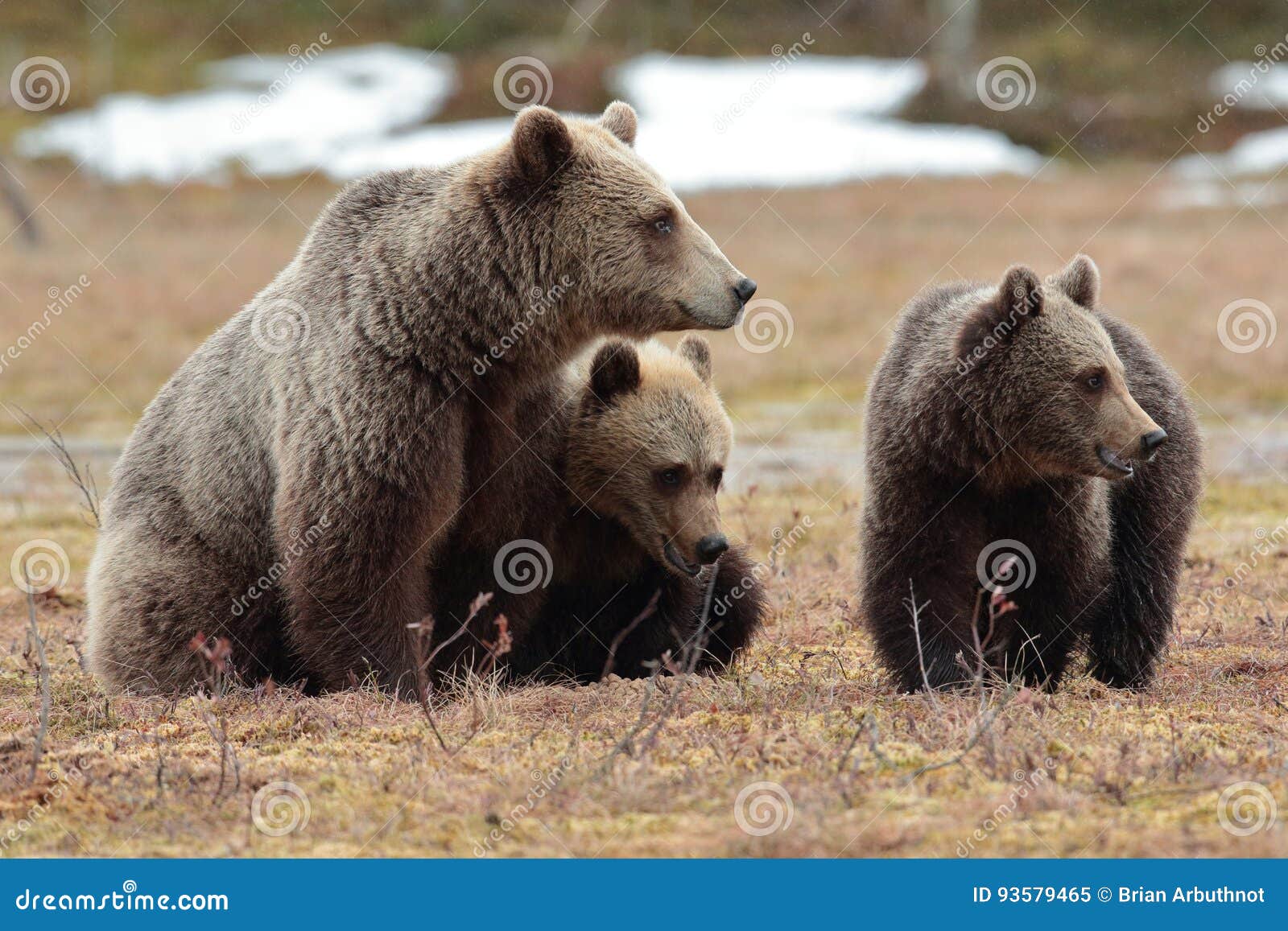 Orso bruno immagine stock. Immagine di marrone, finlandia - 93579465