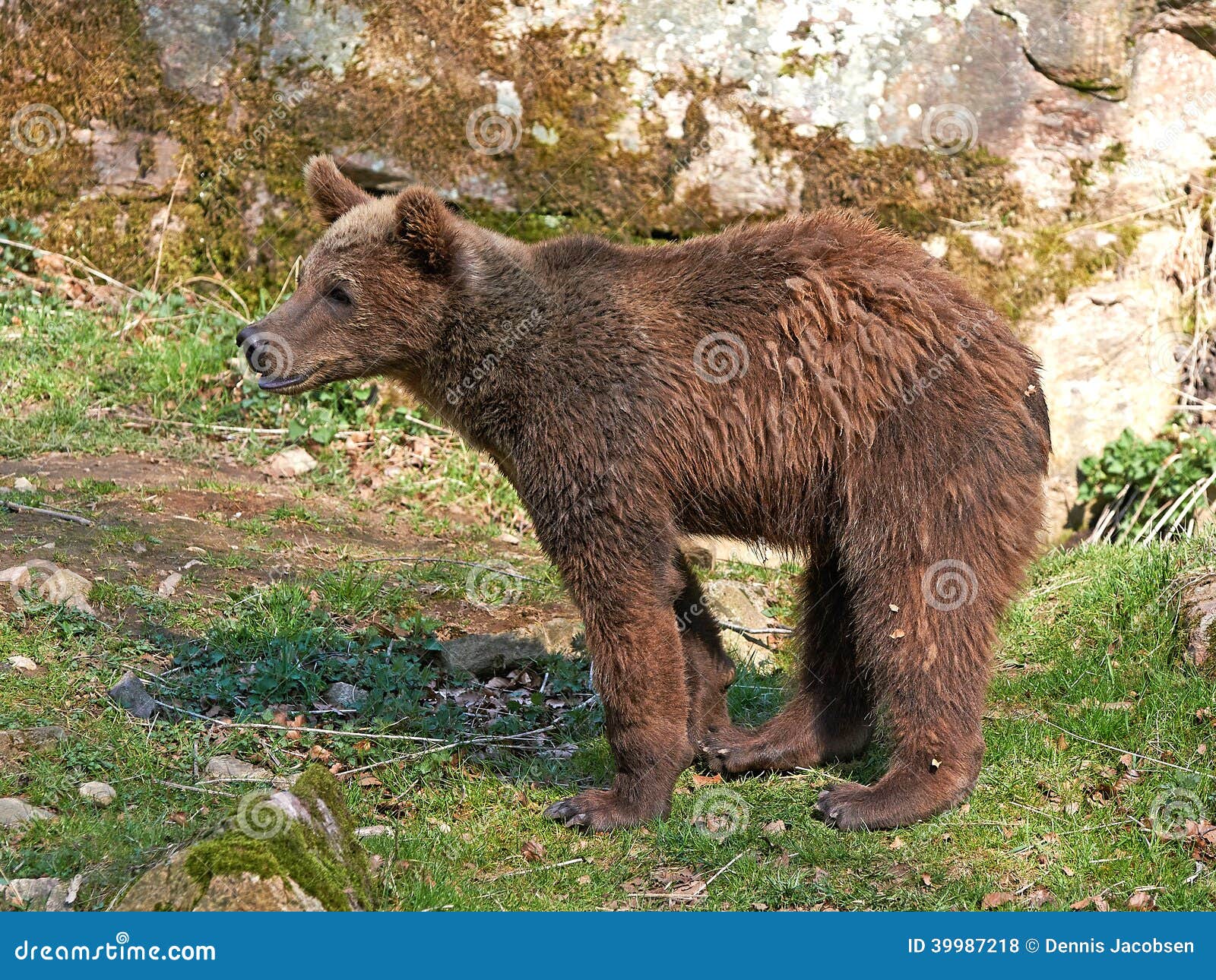Orso Bruno (arctos Di Ursus) Fotografia Stock - Immagine di habitat ...