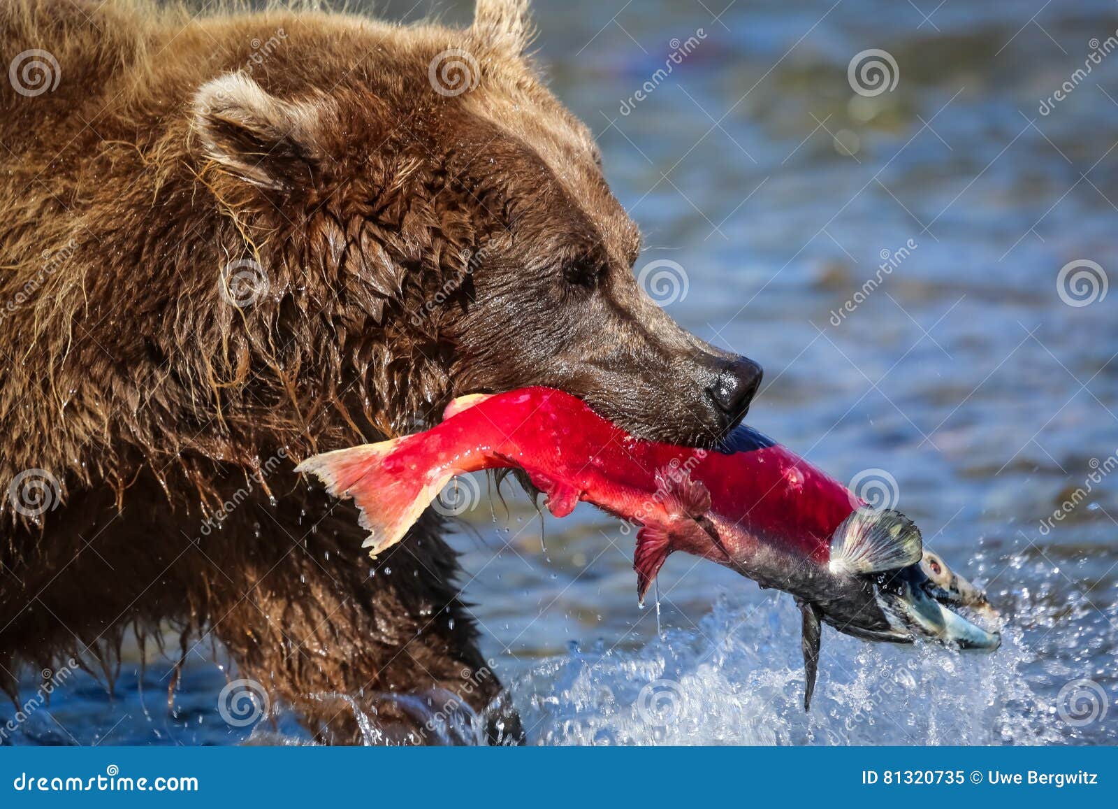 Orso Bruno Con Il Salmone Rosso Dentro Immagine Stock - Immagine di ...