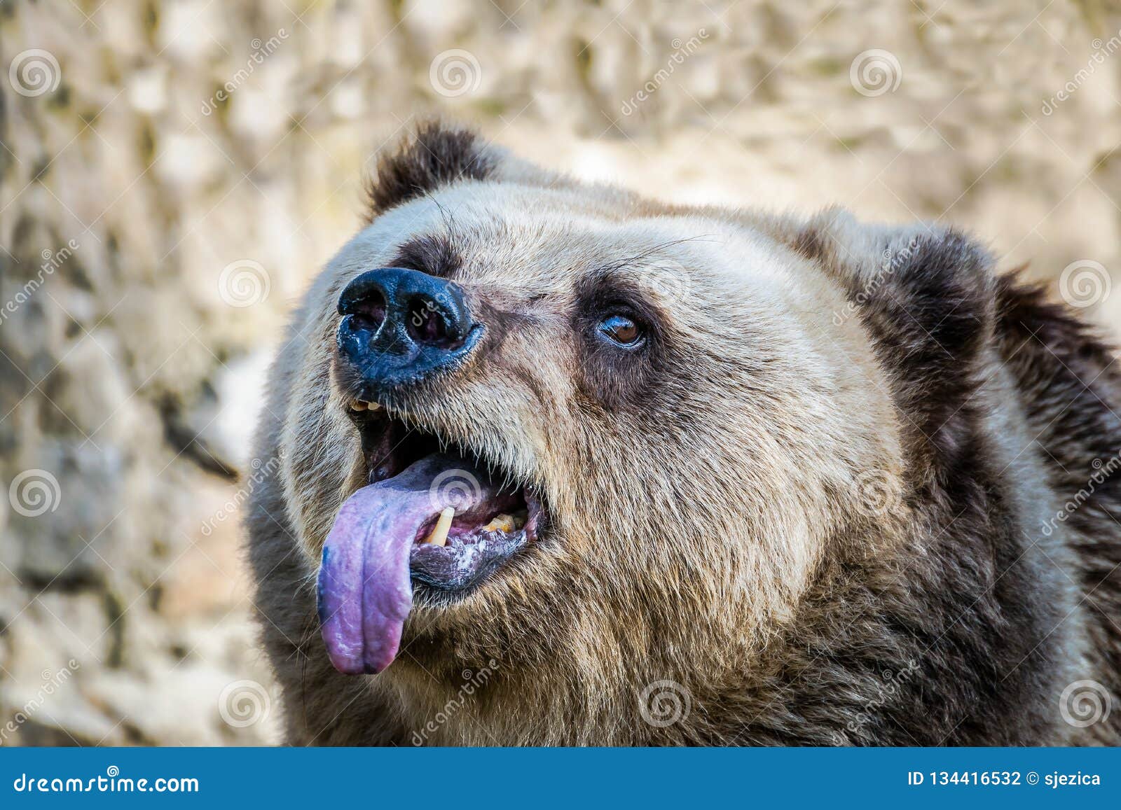 Orso Bruno Europeo Divertente Fotografia Stock - Immagine di messo ...