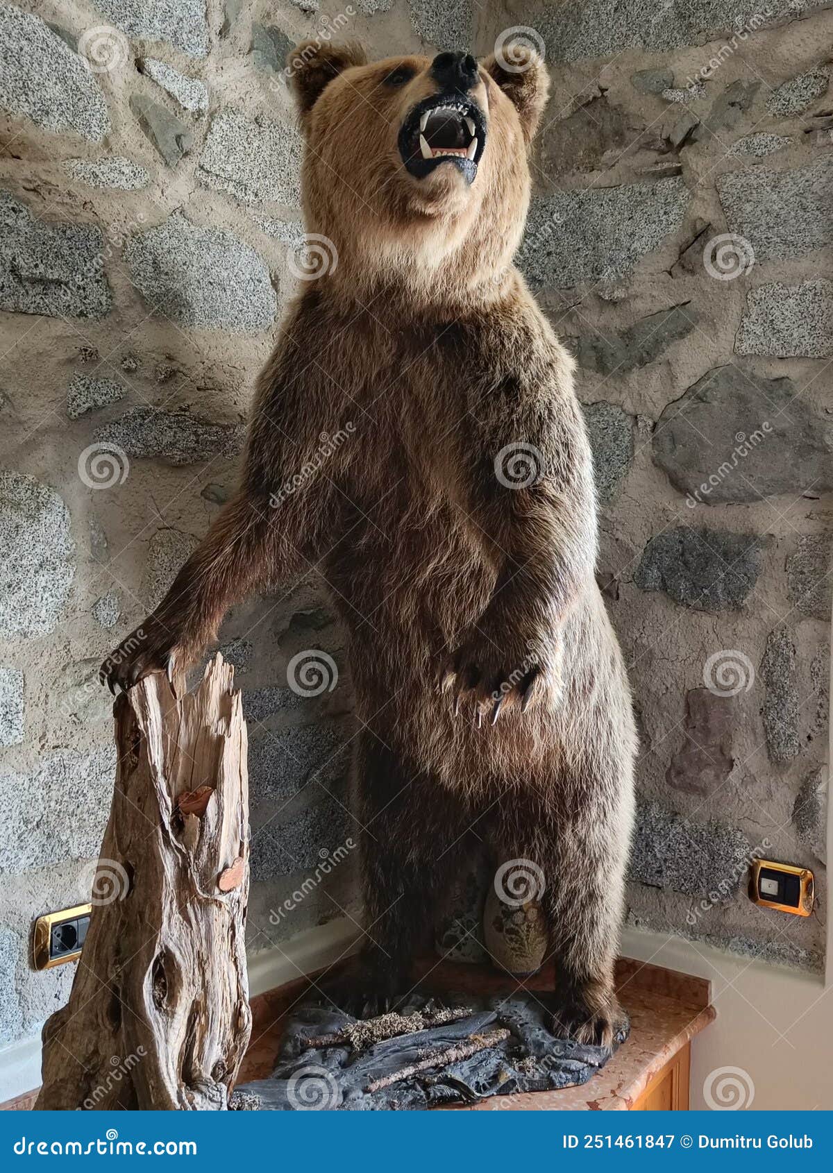 Orso bruno impagliato stock image. Image of brown, bear - 251461847