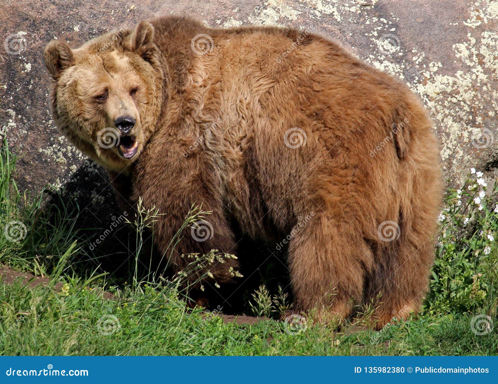 Orso Bruno, Orso Grigio, Animale Terrestre, Orso Immagine. Immagine ...
