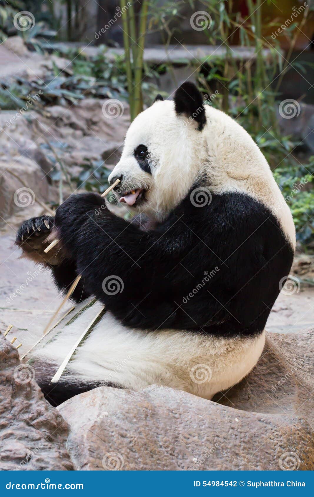 Orso del panda fotografia stock. Immagine di specie, animale - 54984542