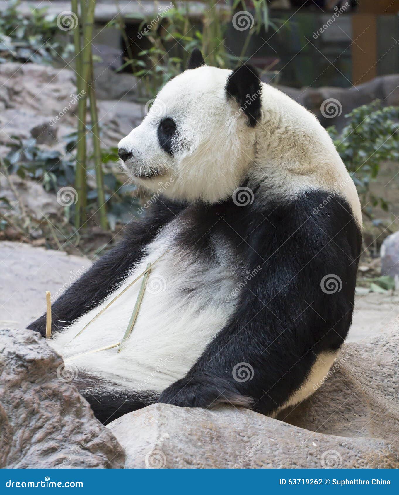 Orso del panda fotografia stock. Immagine di gigante - 63719262