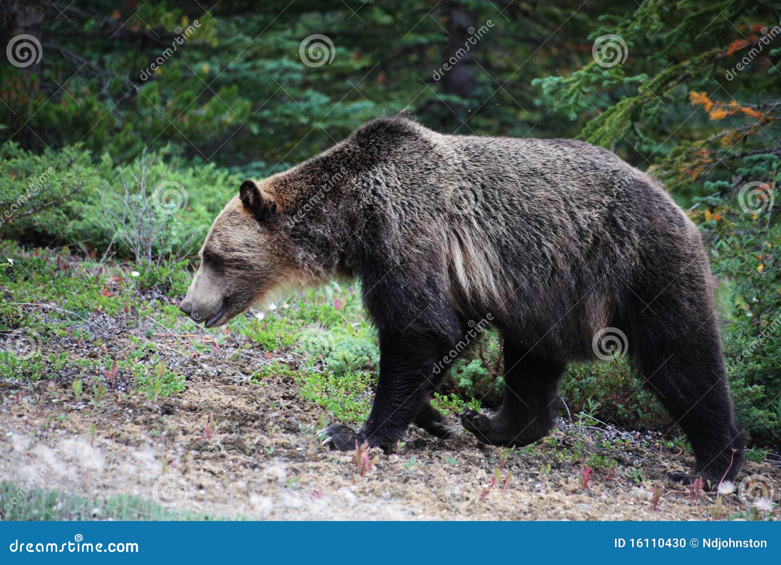 Orso dell'orso grigio fotografia stock. Immagine di selvaggio - 16110430