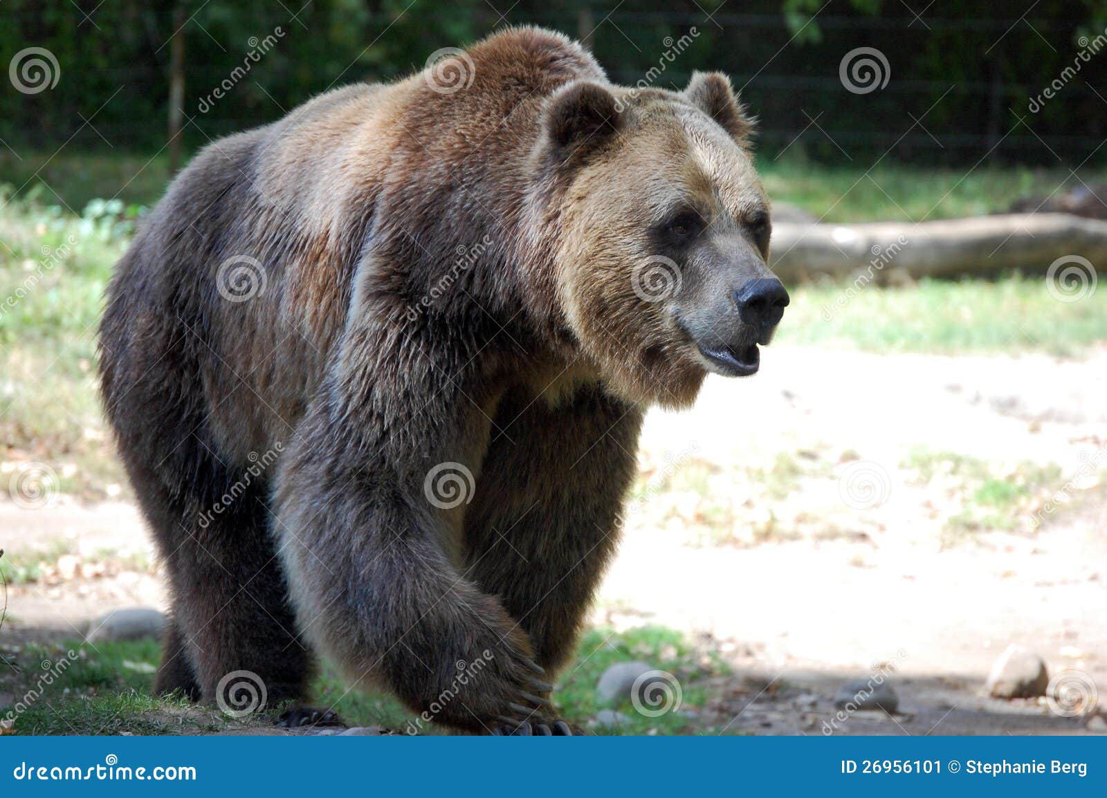 Orso dell'orso grigio immagine stock. Immagine di orso - 26956101