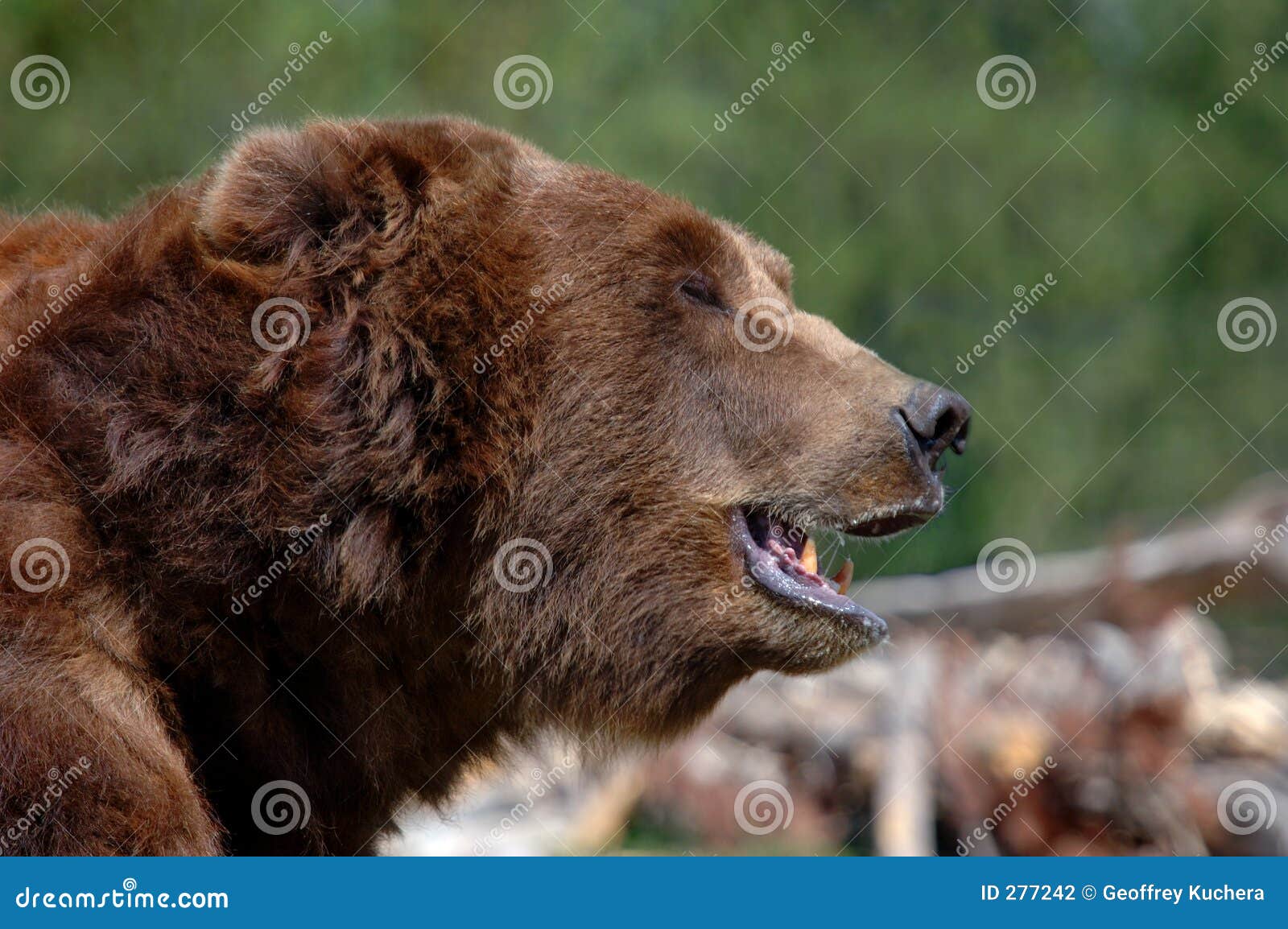 Orso Dell'orso Grigio - Bocca Aperta Fotografia Stock - Immagine di ...