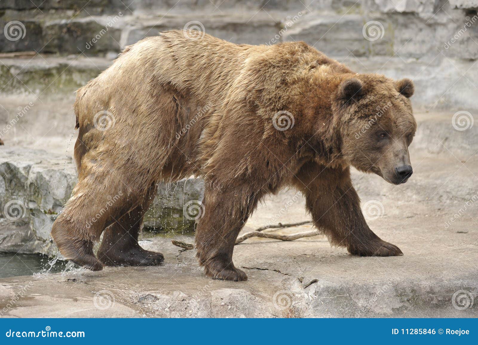 Orso Dell'orso Grigio Che Esce Da Acqua Fotografia Stock - Immagine di ...