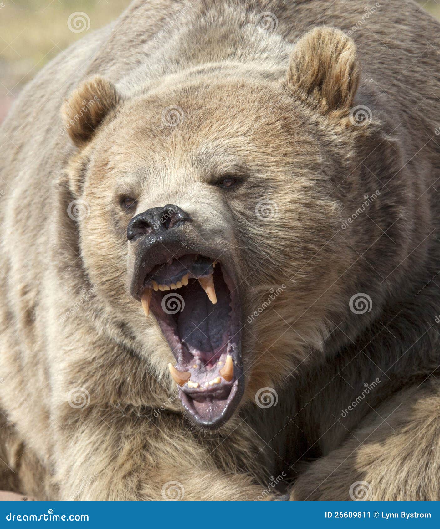 Orso Dell'orso Grigio Di Ringhio Immagine Stock - Immagine di ...