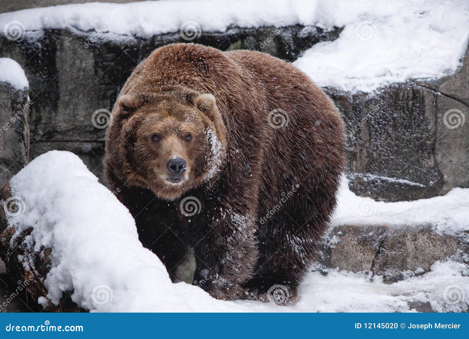 Orso della neve fotografia stock. Immagine di neve, zoccolo - 12145020