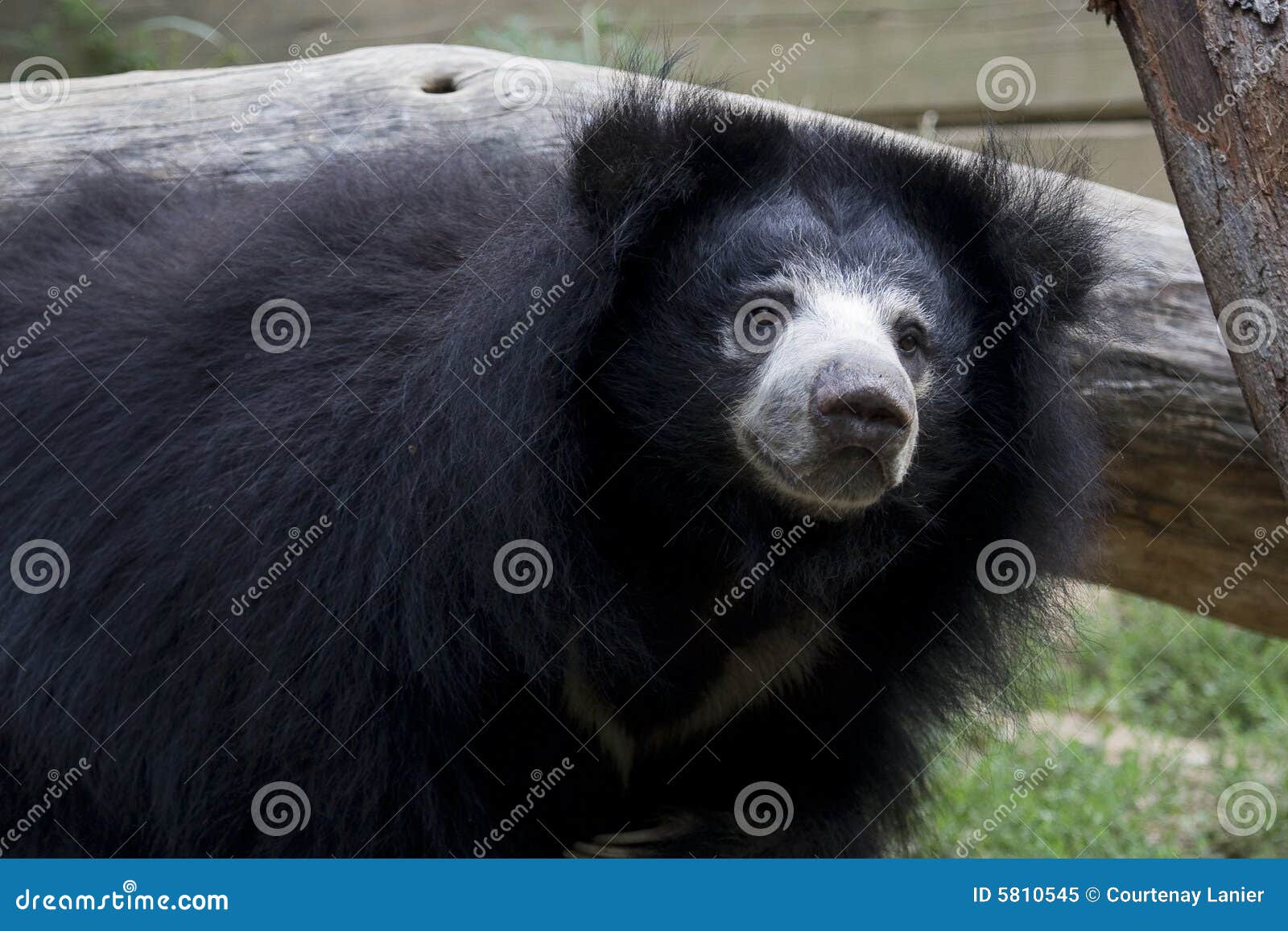 Orso di bradipo anche immagine stock. Immagine di pendio - 5810545