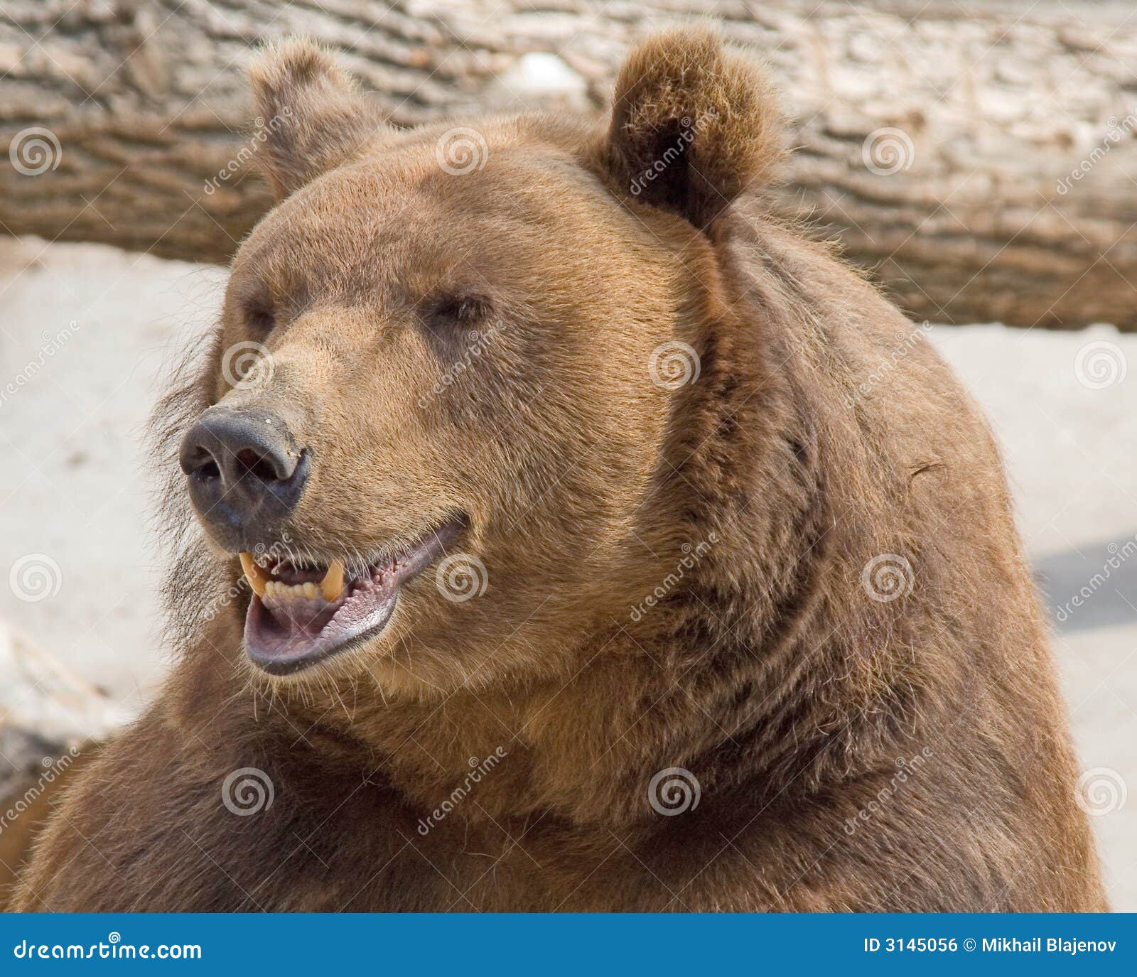 Orso Bruno 6 Immagine. Immagine: 3145056