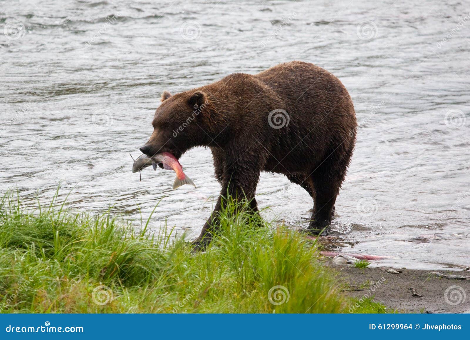 Orso Di Brown Che Mangia I Pesci Foto Stock - Download 84 Royalty Free ...