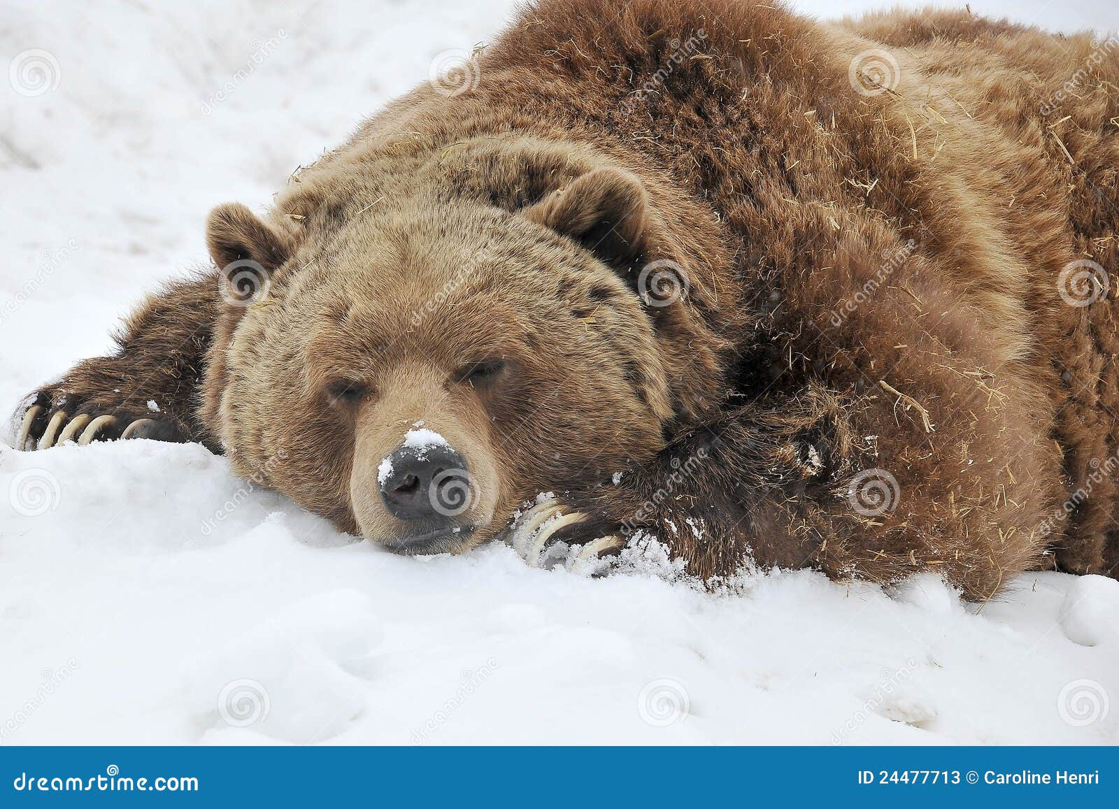 Orso Di Orso Grigio Di Sonno Immagine Stock - Immagine di zampe ...