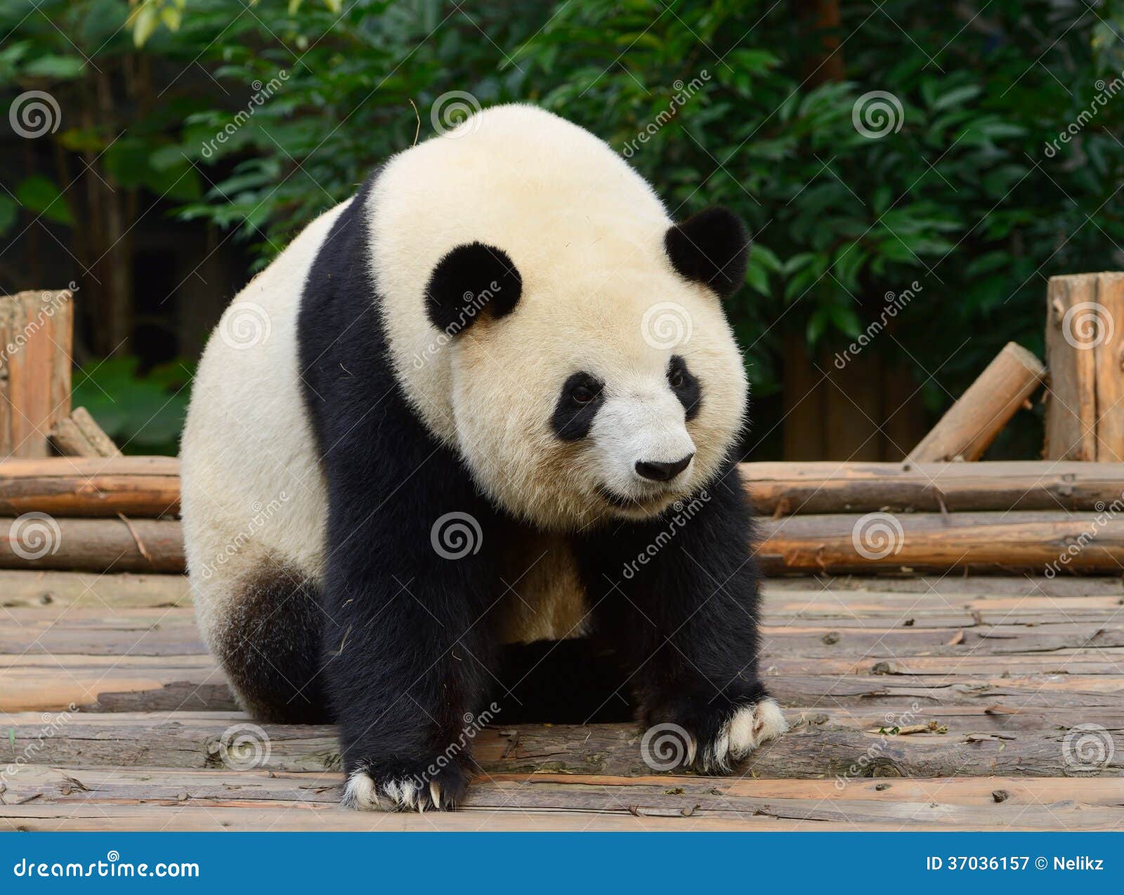 Orso di panda gigante immagine stock. Immagine di raro - 37036157