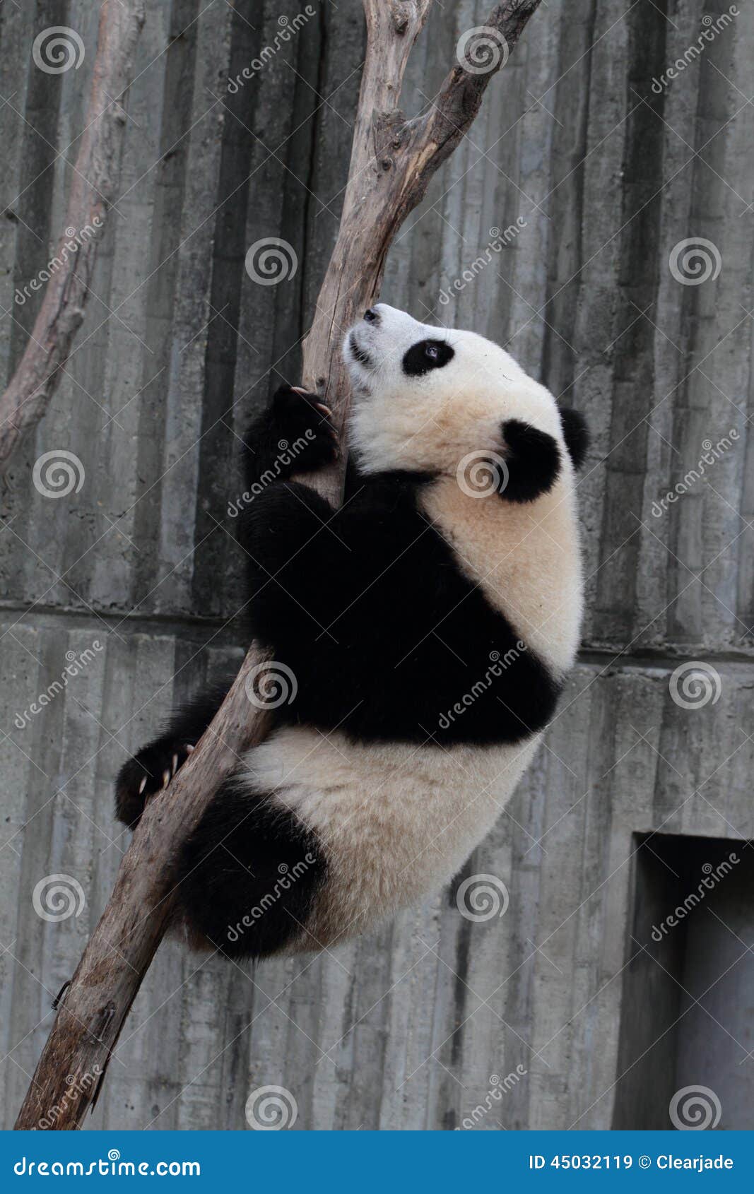 Orso Di Panda Gigante (cucciolo) Immagine Stock - Immagine di gigante ...