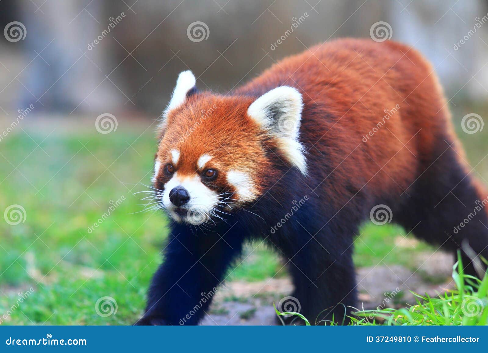 Orso di panda minore fotografia stock. Immagine di curioso - 37249810