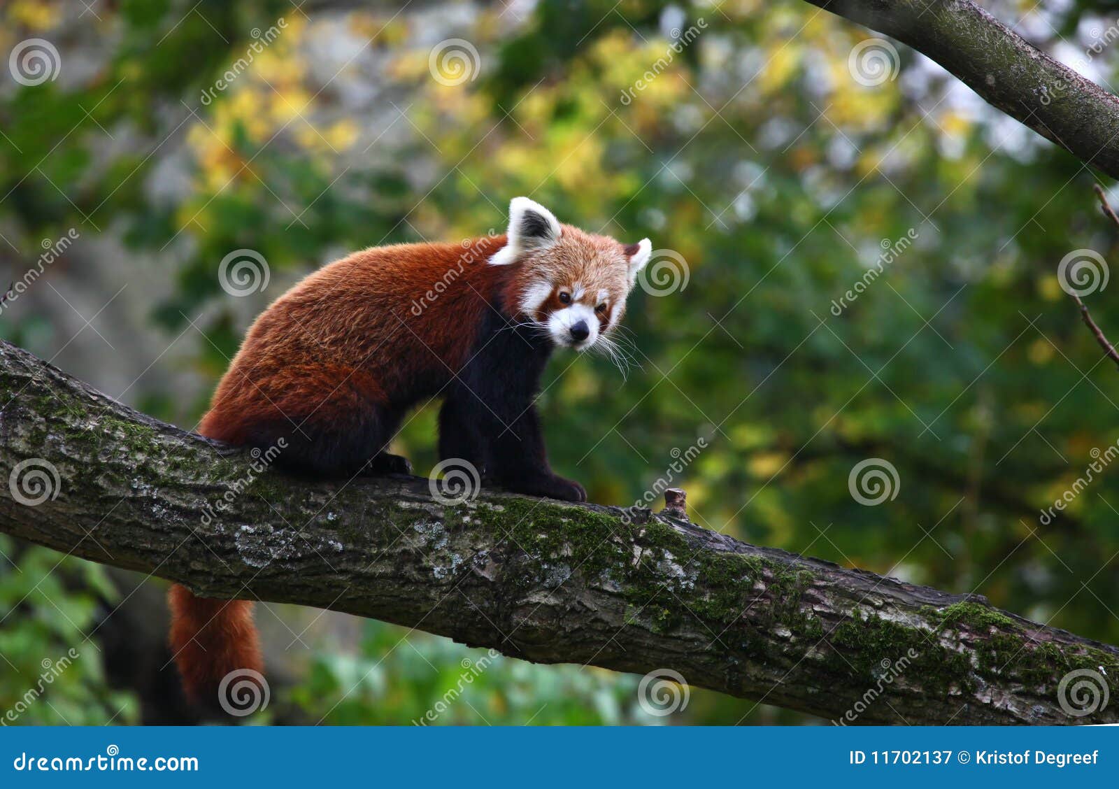 Orso di panda rosso immagine stock. Immagine di tirare - 11702137