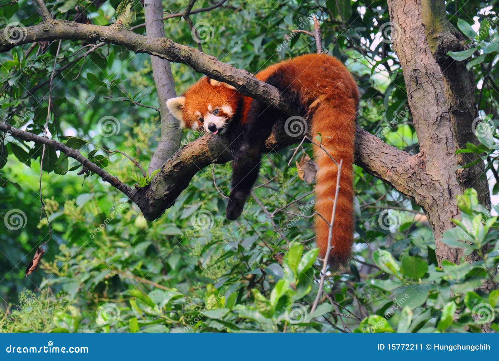 Orso Di Panda Rosso in Albero Immagine Stock - Immagine di nepal, fogli ...