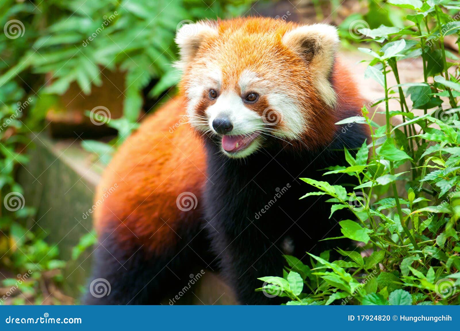 Orso Di Panda Rosso Curioso Fotografia Stock - Immagine di fogli, gatto ...