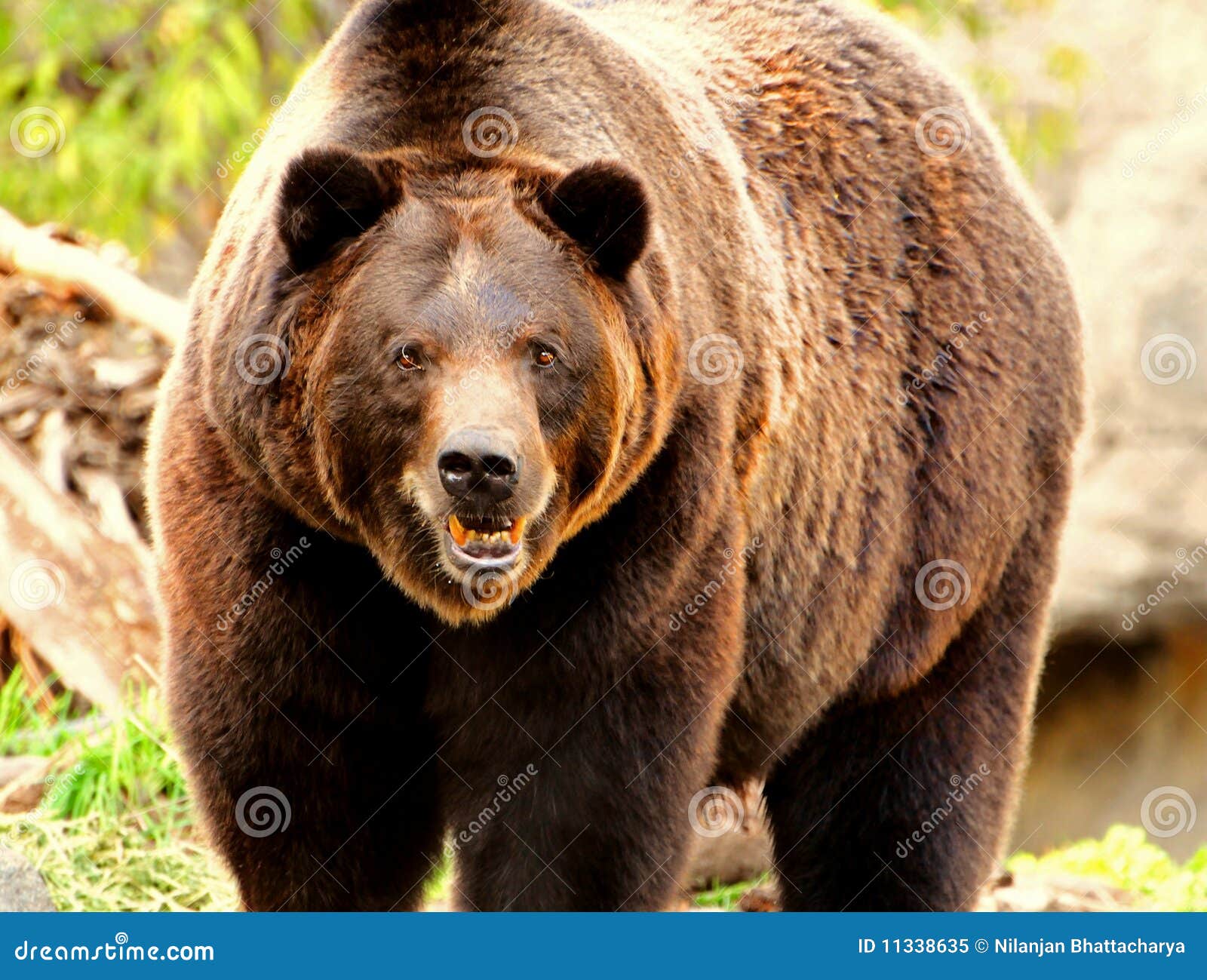 Orso furioso immagine stock. Immagine di aperto, carnivoro - 11338635