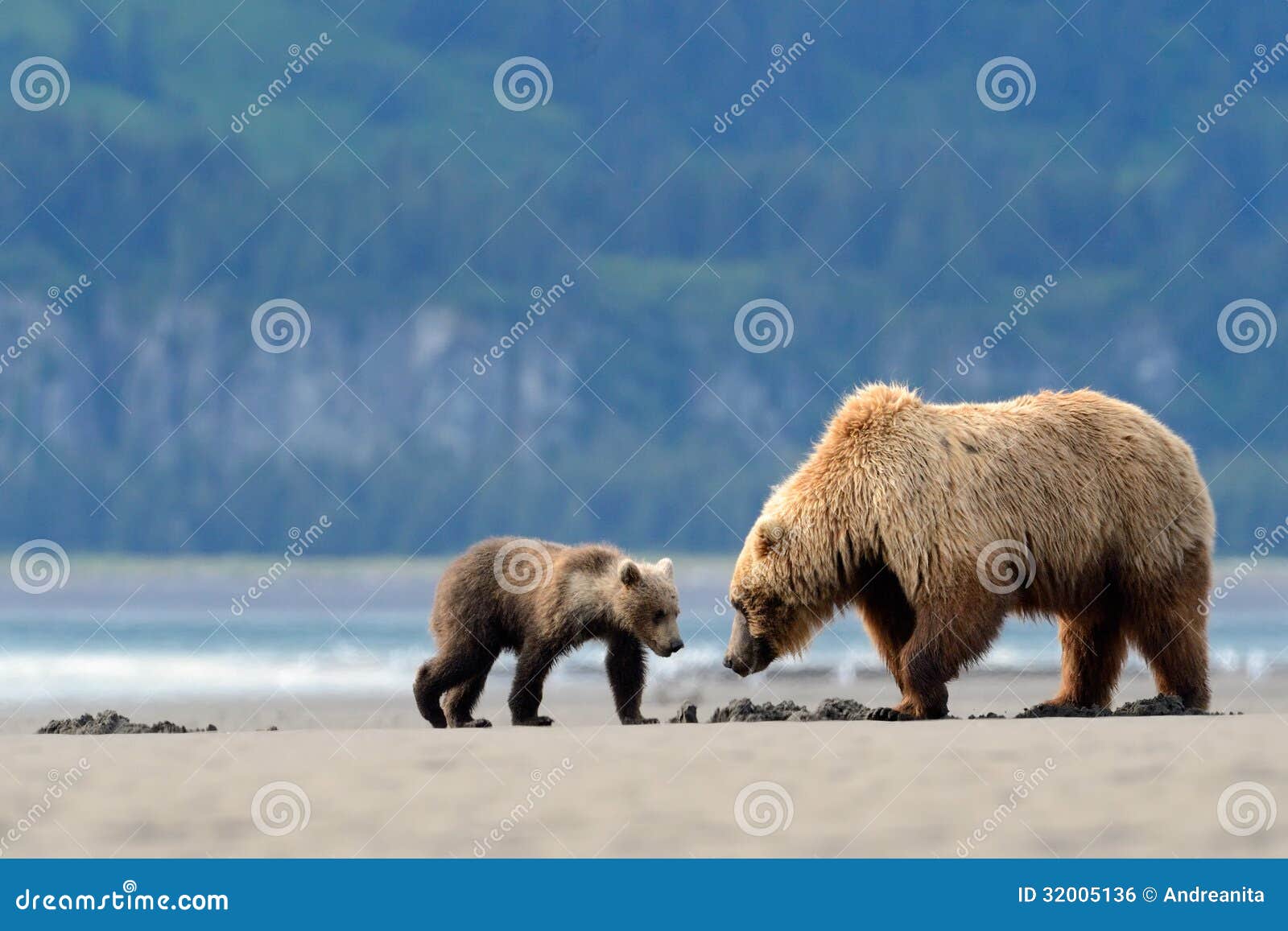 Orso grigio fotografia stock. Immagine di pesci, alaska - 32005136