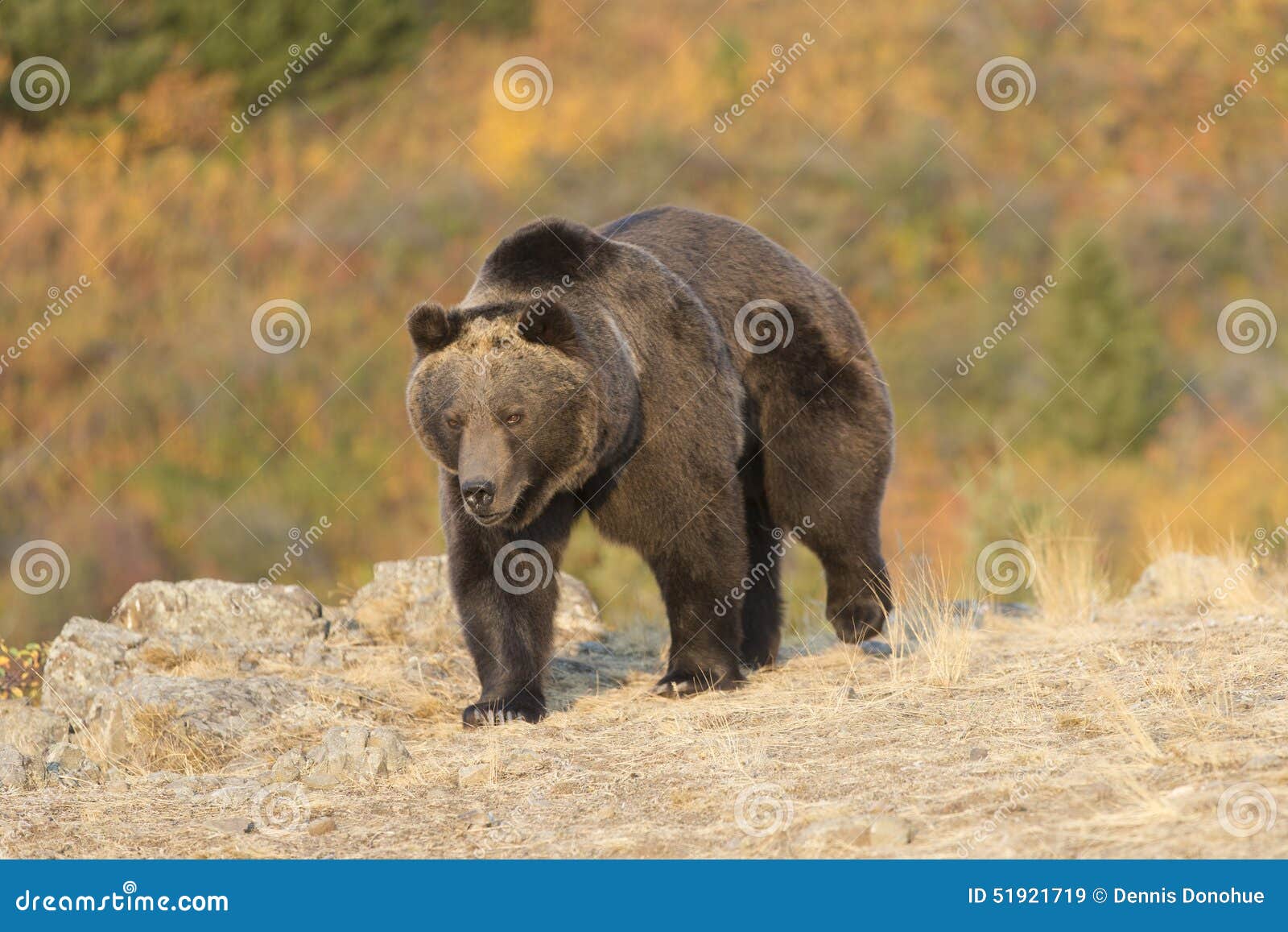 Orso Grigio Che Cammina All'alba Immagine Stock - Immagine di nave ...
