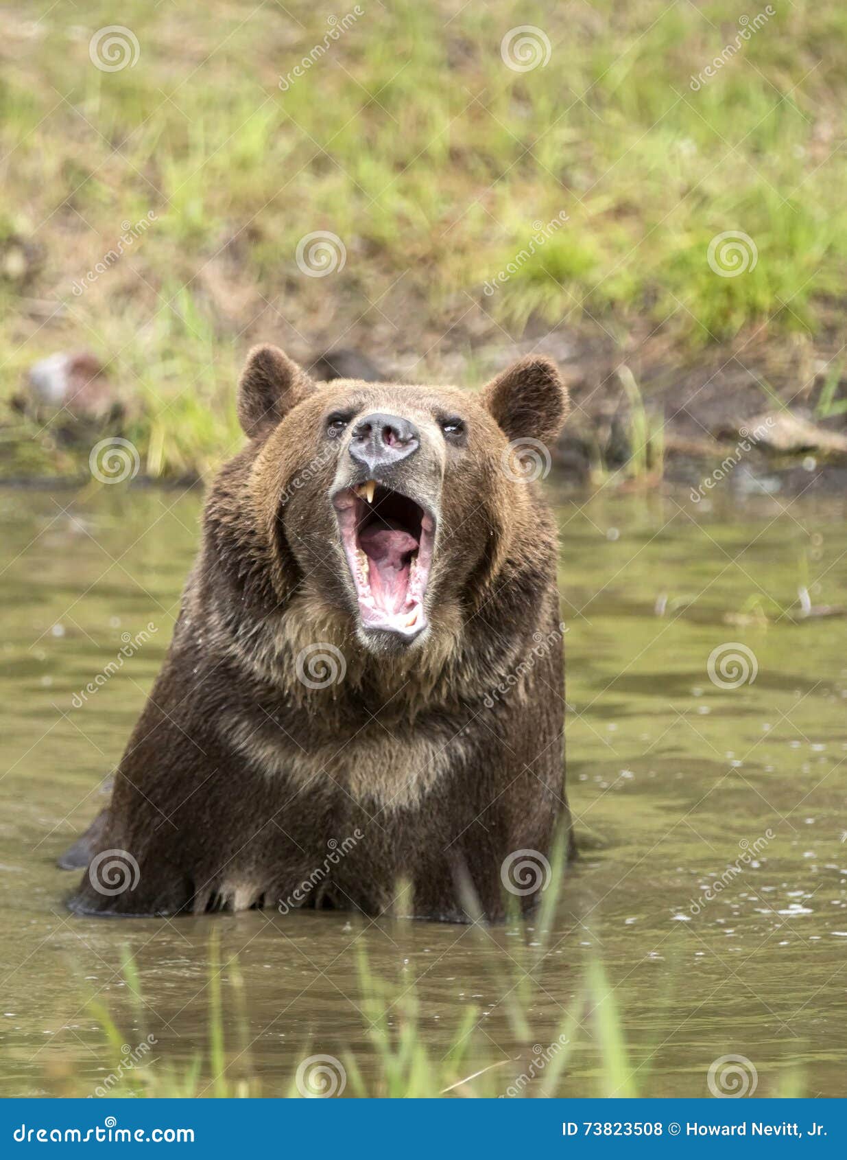 Orso Grigio Che Ringhia Vicino Su, Di Gran Lunga Fotografia Stock ...