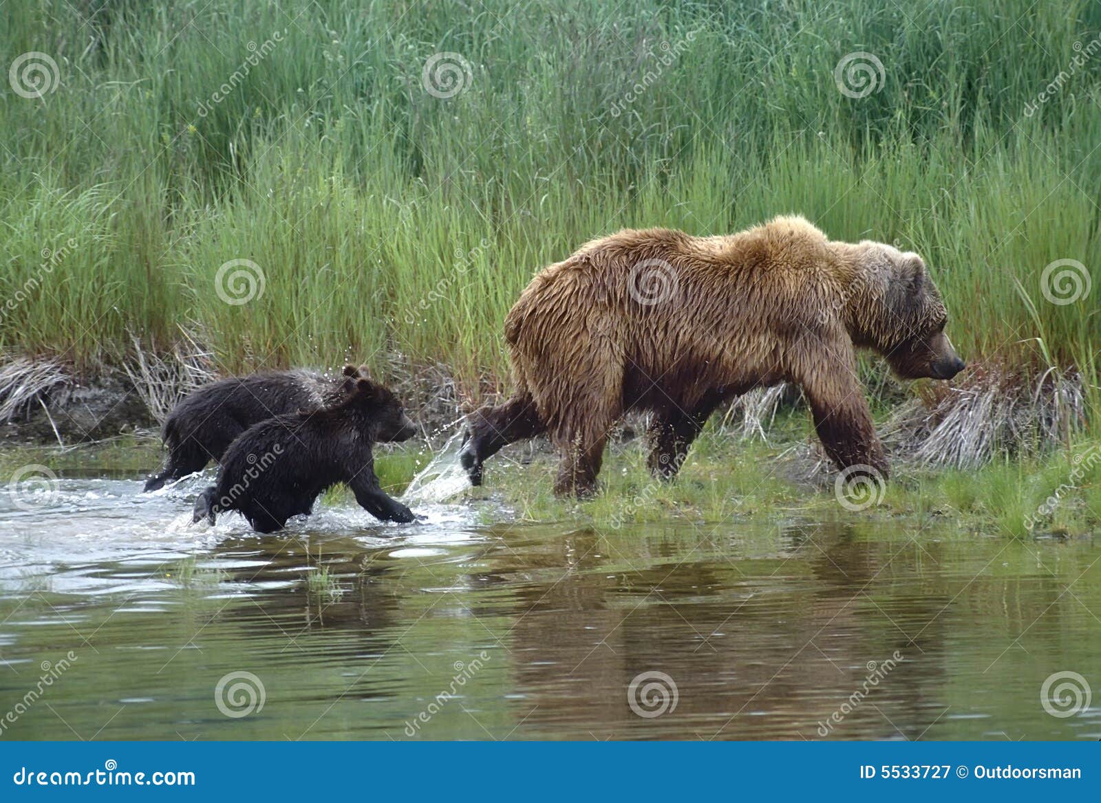 Orso Grigio Con I Suoi Cubs Immagine Stock - Immagine di giovane ...