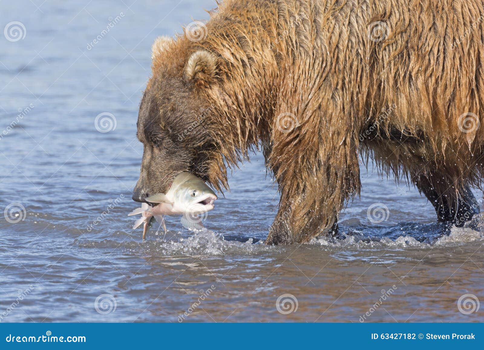Orso Grigio Con Un Pesce Nella Sua Bocca Fotografia Stock - Immagine di ...