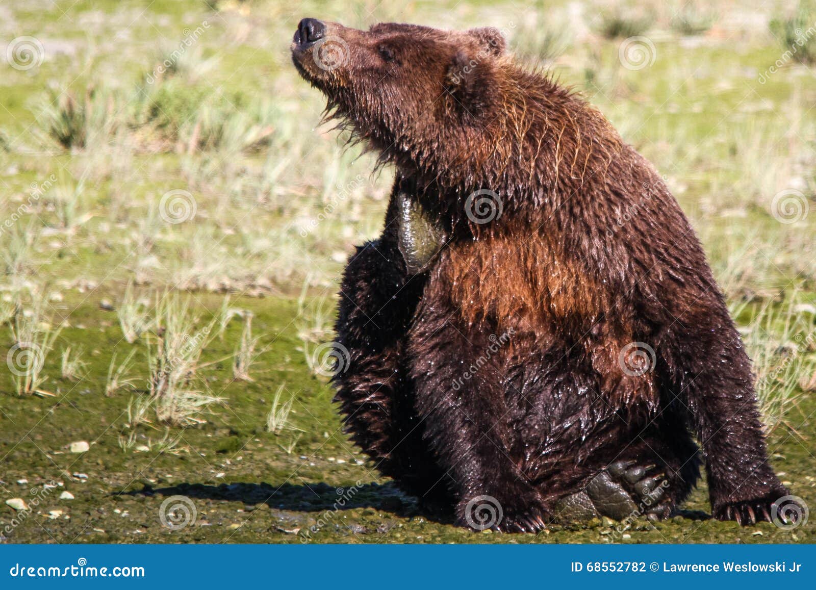 Orso Grigio Enorme Dell'Alaska Brown Che Graffia Un Prurito Fotografia ...
