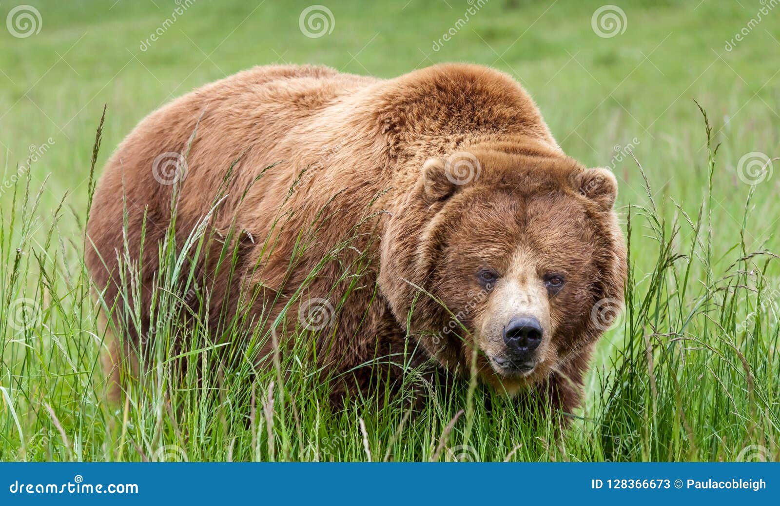 Orso Grigio Marrone Massiccio in Erba Verde Alta Immagine Stock ...
