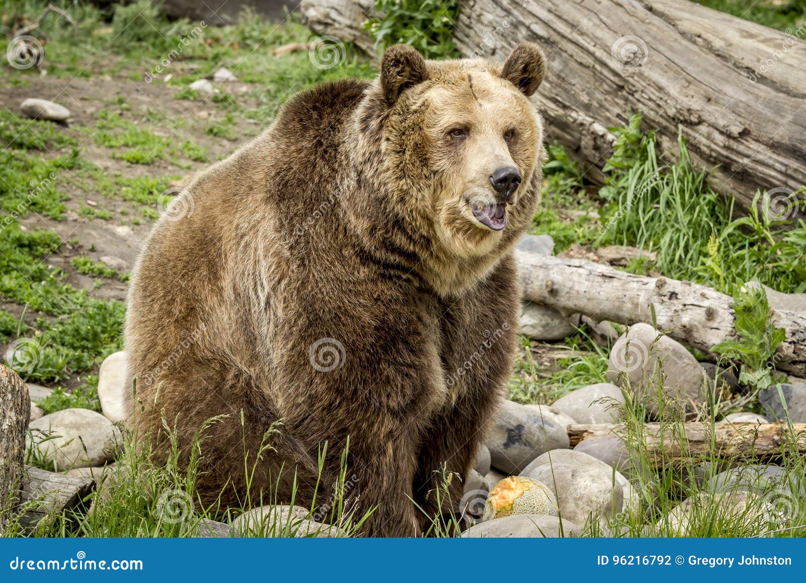 Orso Grigio Sveglio Ma Grande Fotografia Stock - Immagine di testa ...