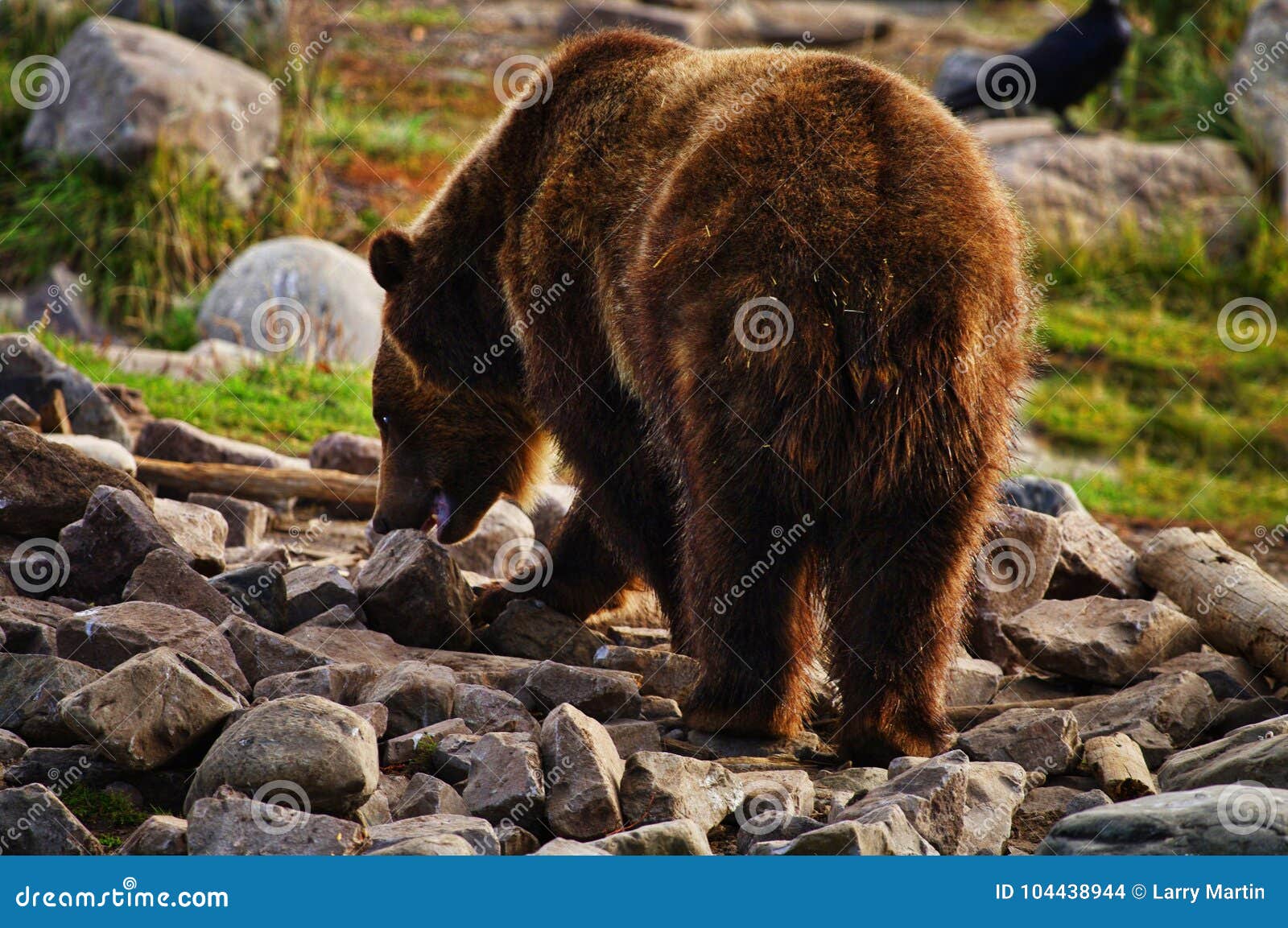 Orso Grigio, Ursus Arctos, Alimentantesi Fotografia Stock - Immagine di ...