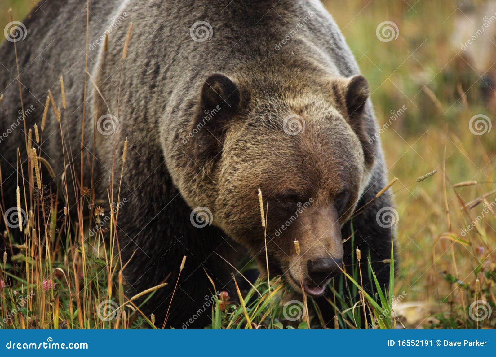 Orso Maschio Dell'orso Grigio Immagine Stock - Immagine di britannico ...