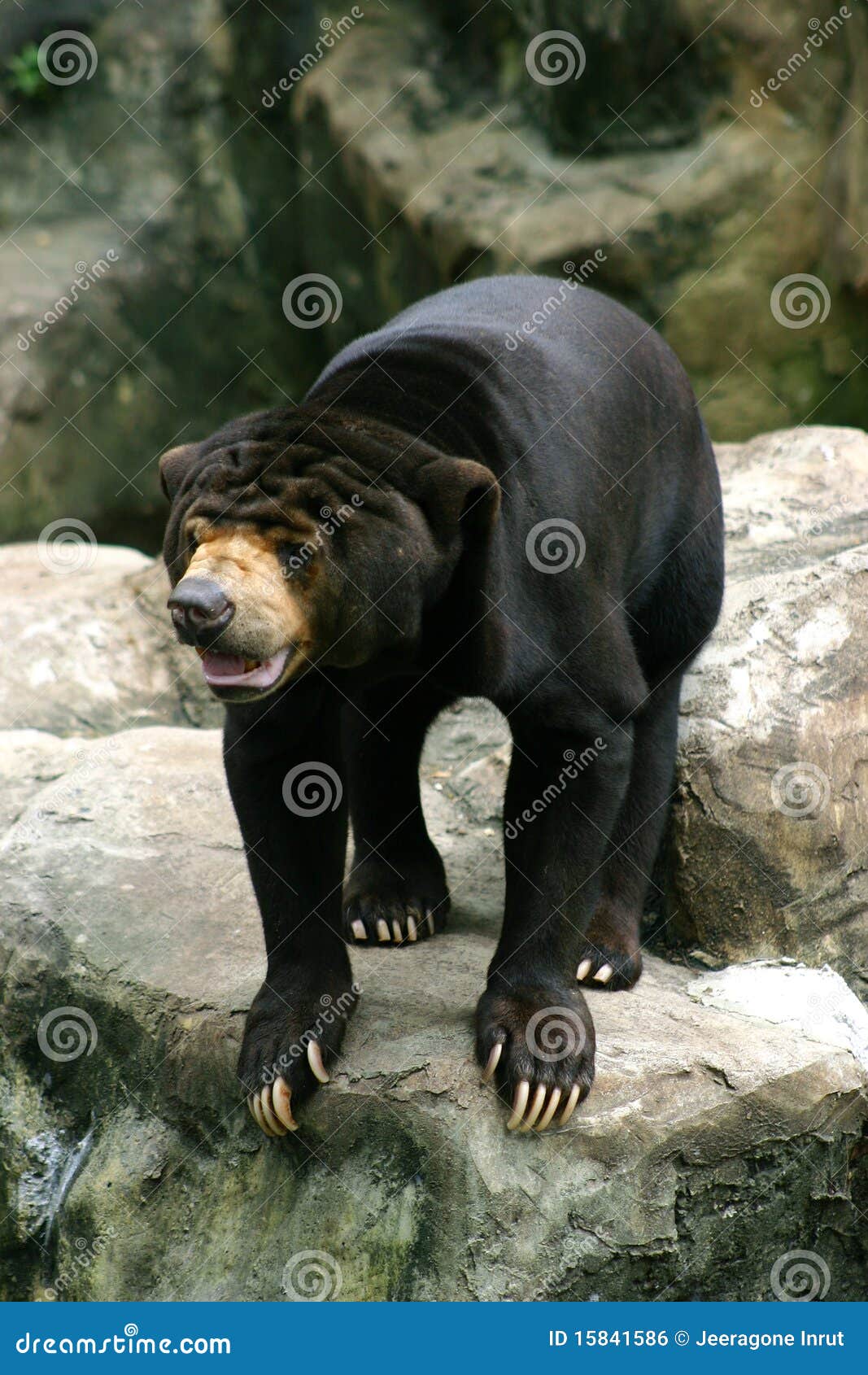 Orso Nero in Giardino Zoologico Fotografia Stock - Immagine di ...